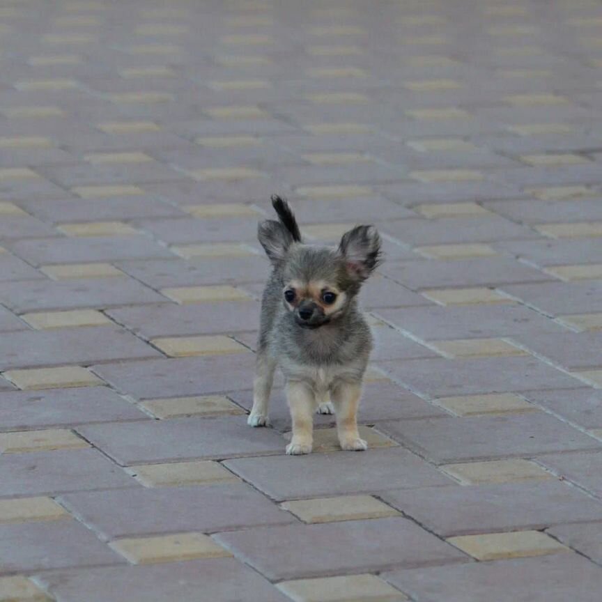 Мышка Чихуахуа