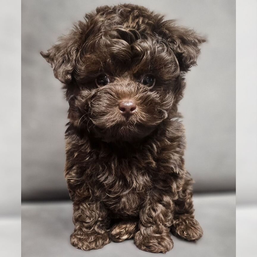 Мальтипу, щенок