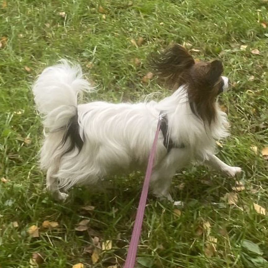 Континентальный той-спаниель папильон, щенок