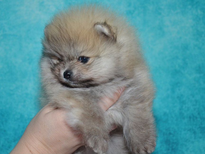 Мини мишки шпиц