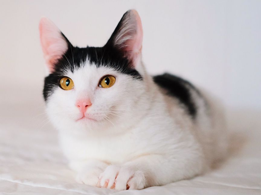 Котёнок самый мурчащий, ласковый малыш 4 мес