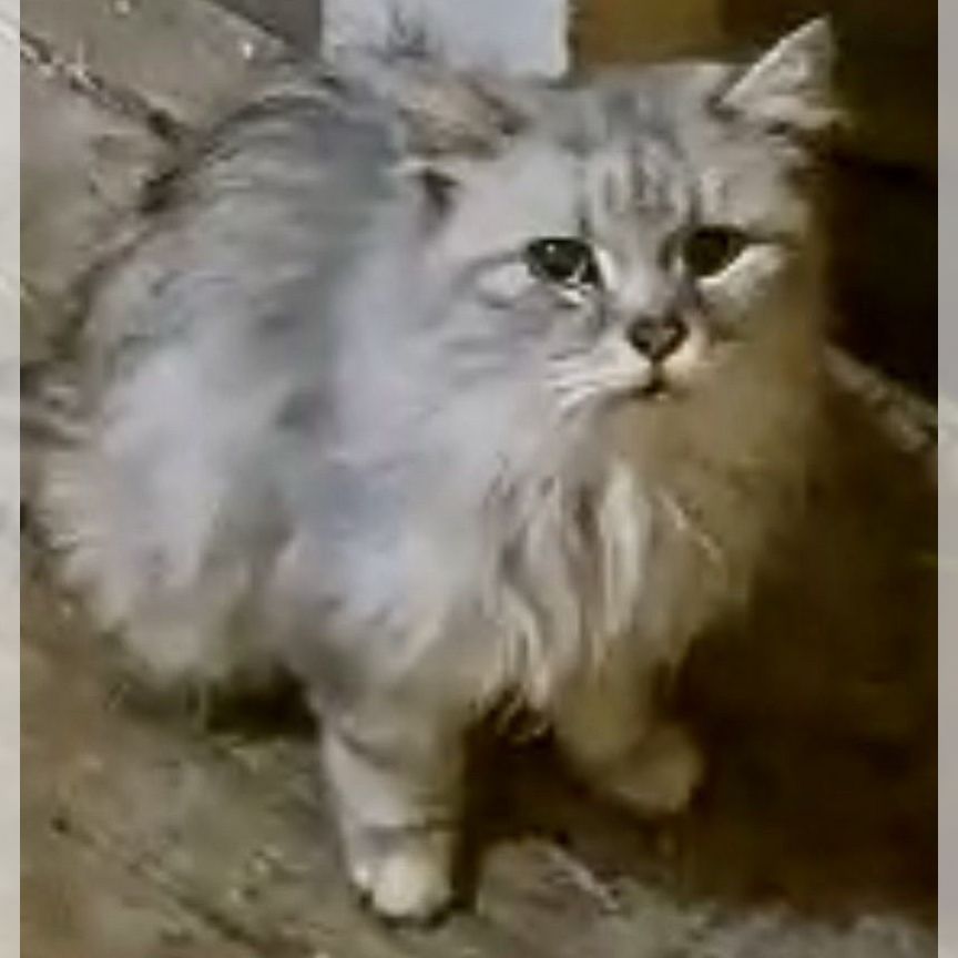 Кот в беде в добрые руки