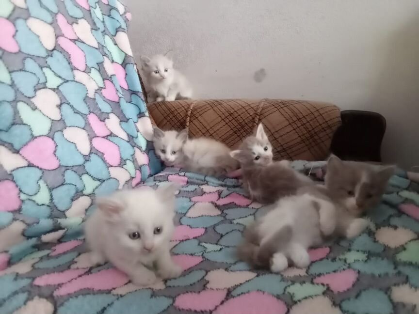 Котята в добрые руки