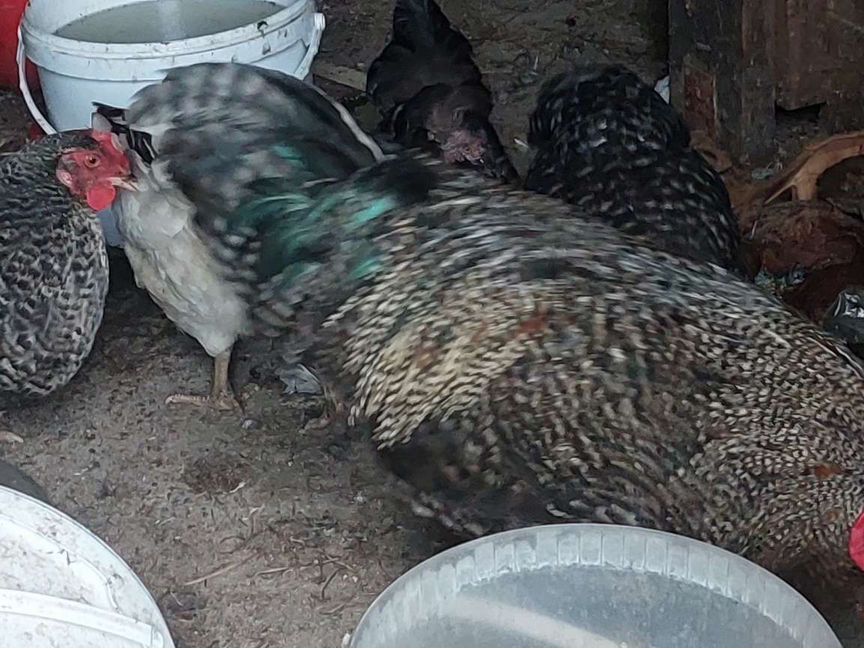 Куры доминант инкубатционное яйцо