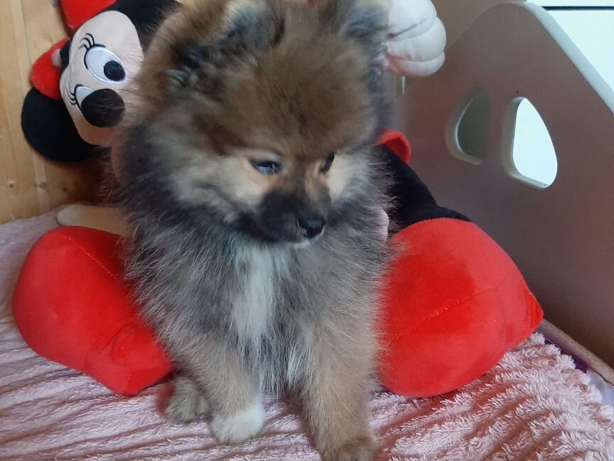 Померанский шпиц соболь