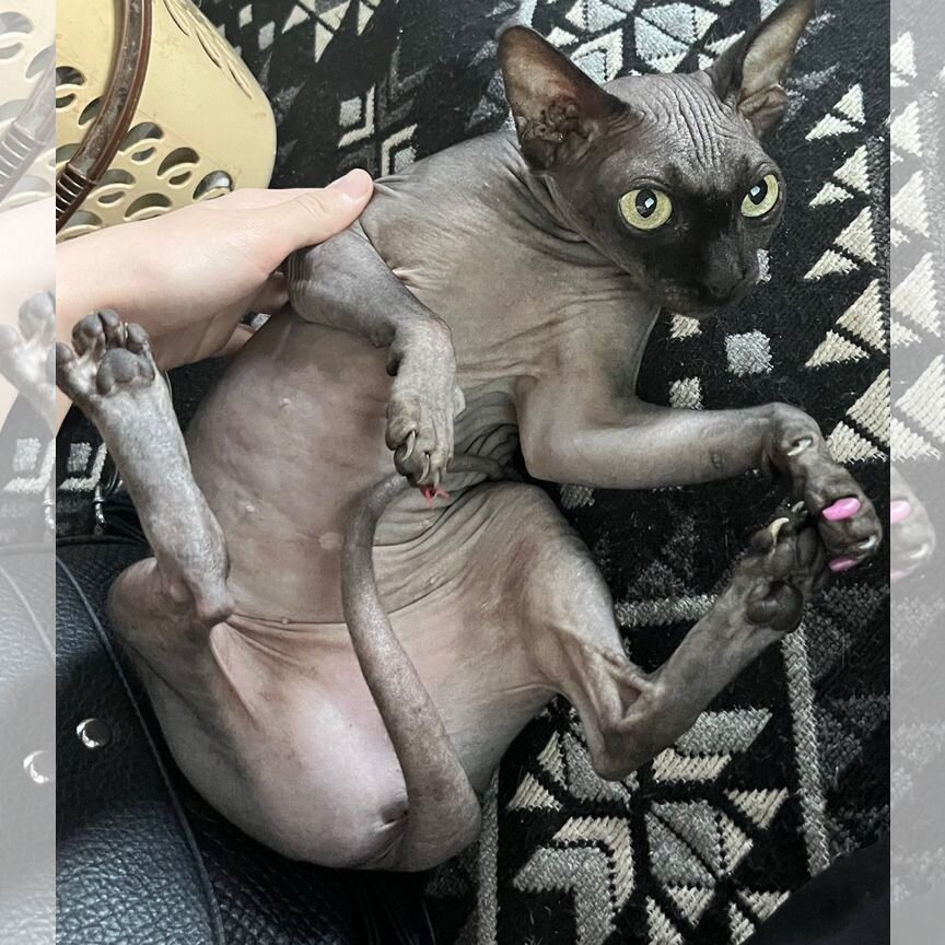 Сфинкс