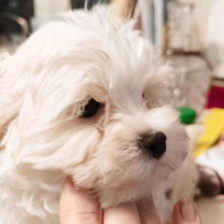 Мультипу премиум-класса