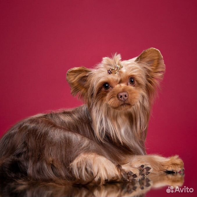 Ханна (девочка) Шоколадная Принцесса