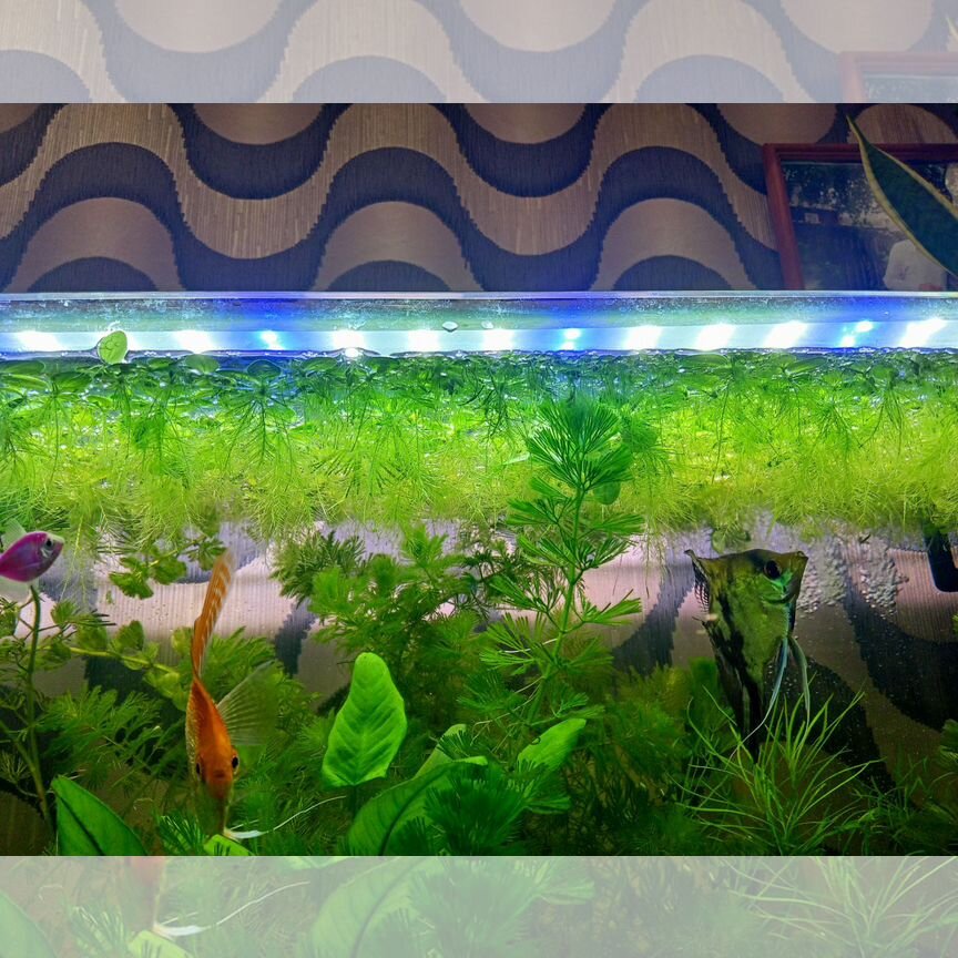 Растения пистия бесплатно