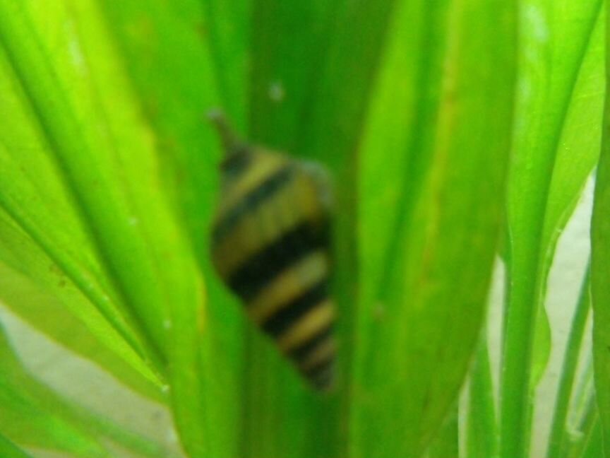 Улитка Хелена