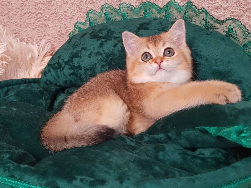 Шотландские котята
