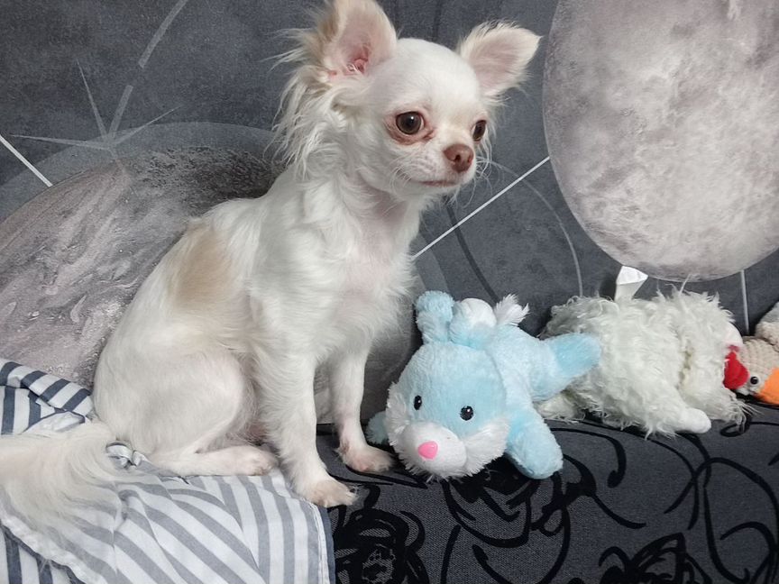 Щенки чихуахуа