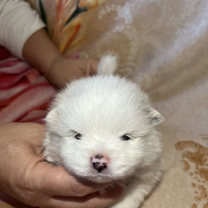 Померанский шпиц