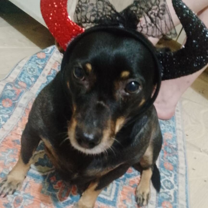 Взрослая собака в добрые руки