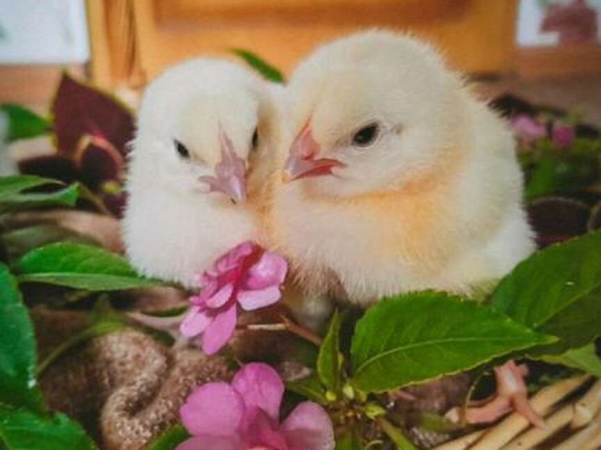 Продам цыплят броллеров Росс 308