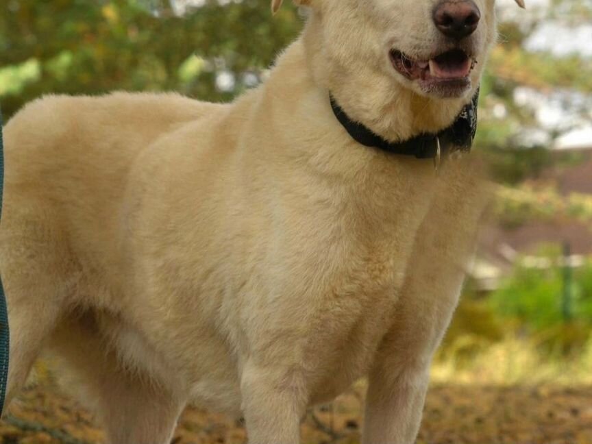 Собака в добрые руки