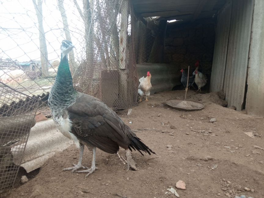 Пава индийского павлина