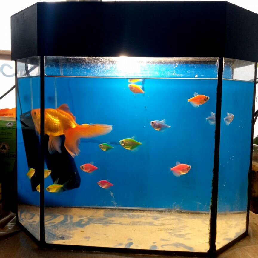 Аквариум с рыбками