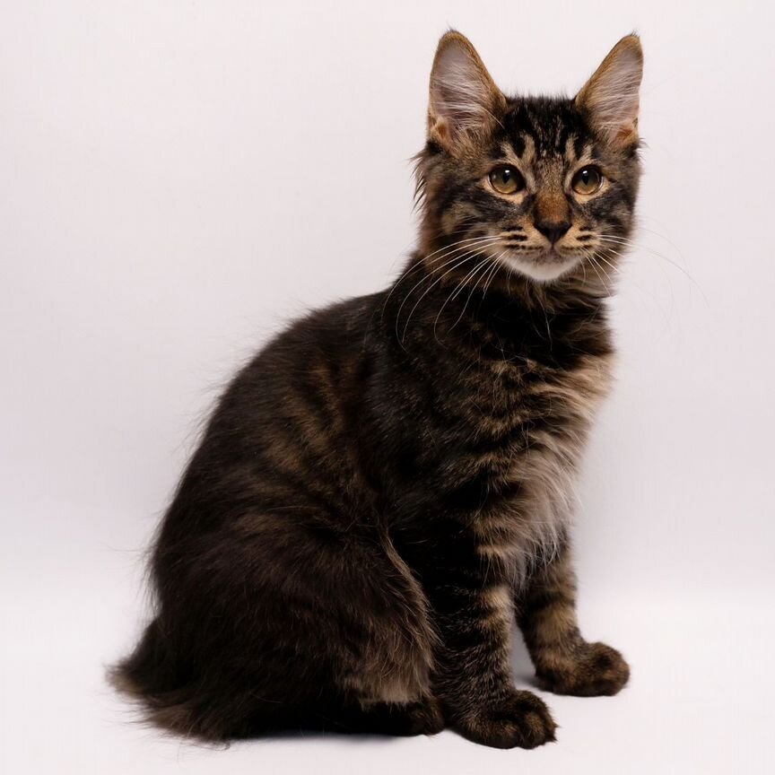 Котик курильский бобтейл