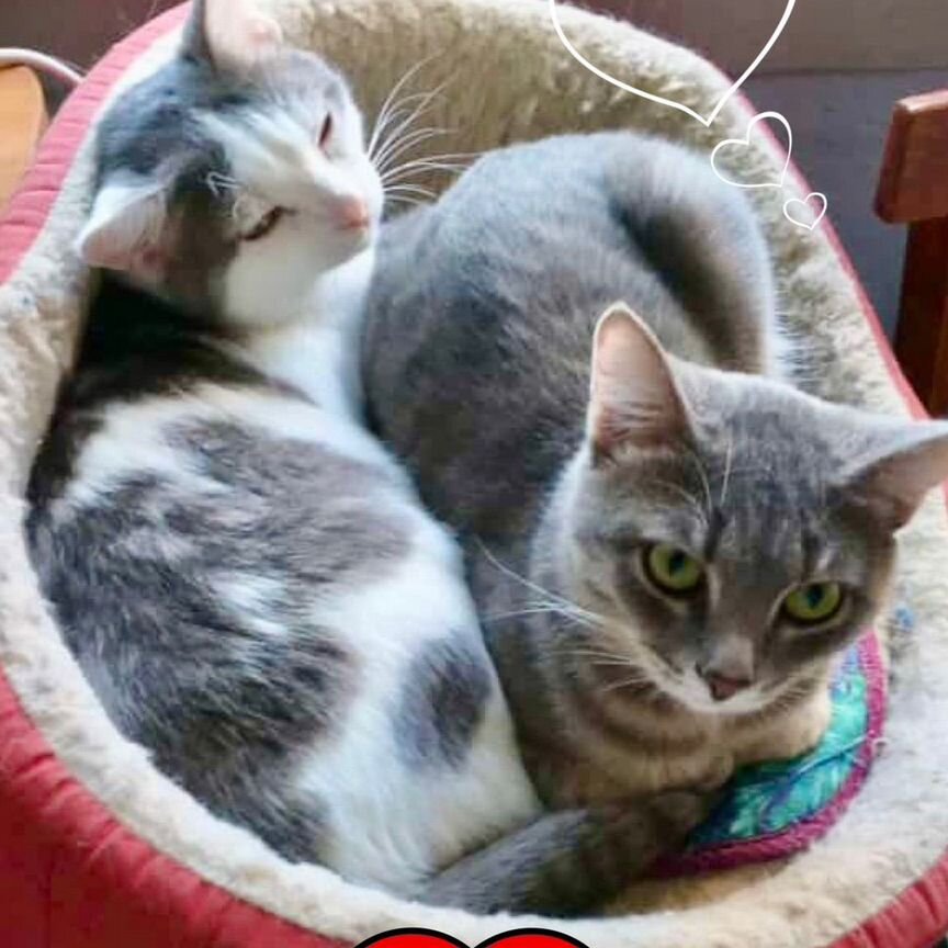 Мальчишки-неразлучники(9 мес) надеются на чудо