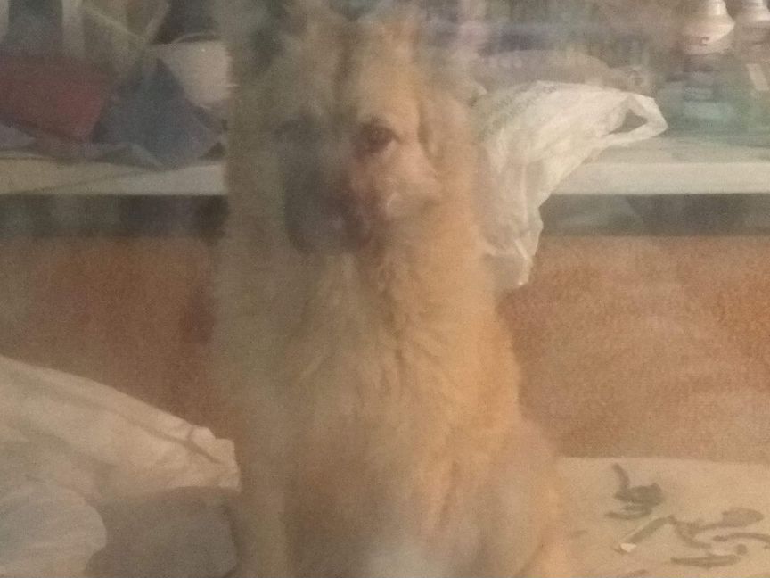 Собака на охрану