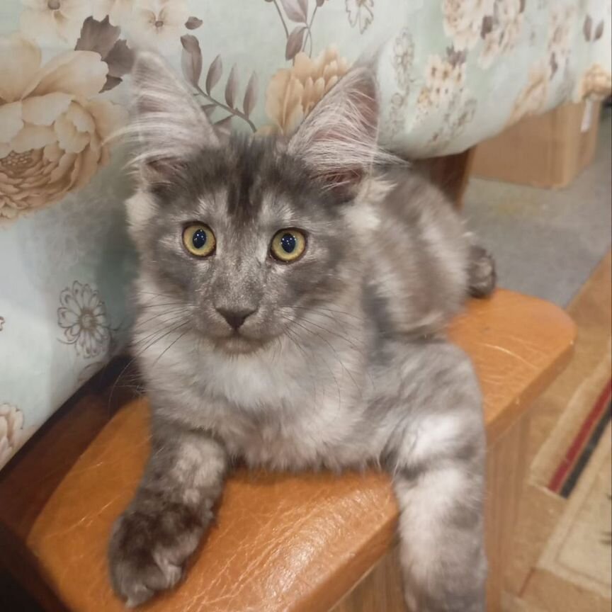 Сиамская кошечка в добрые руки