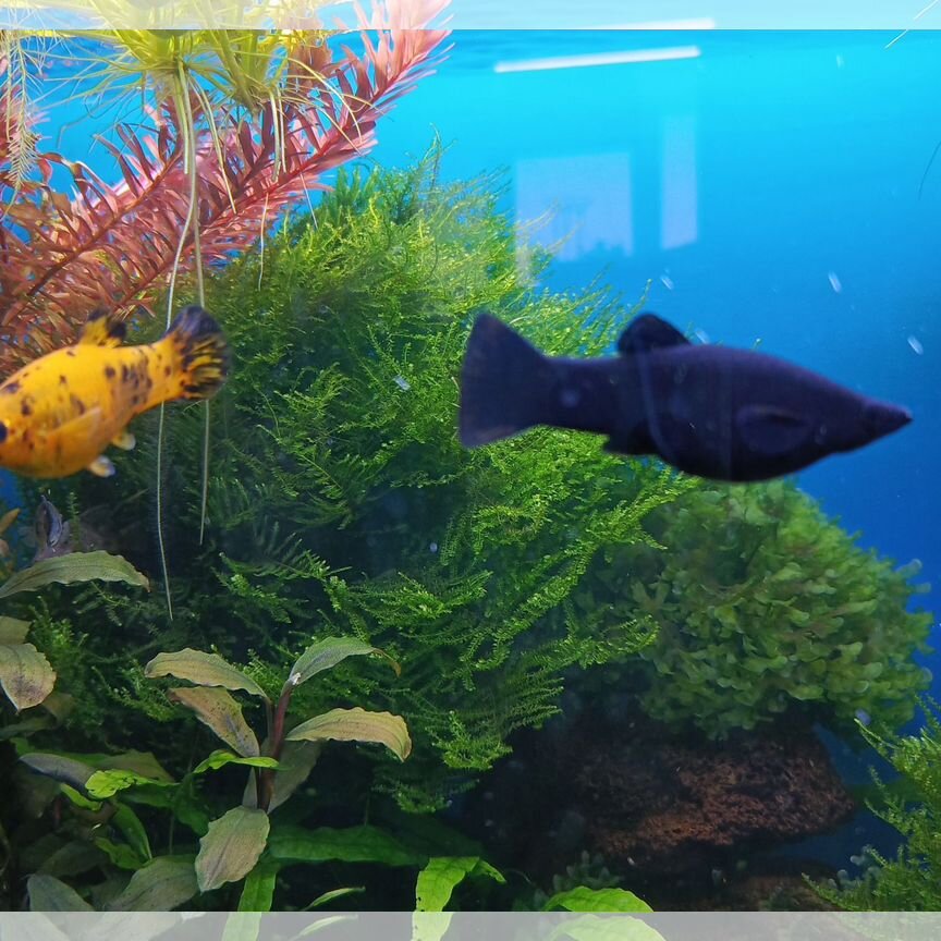 Моллинезия