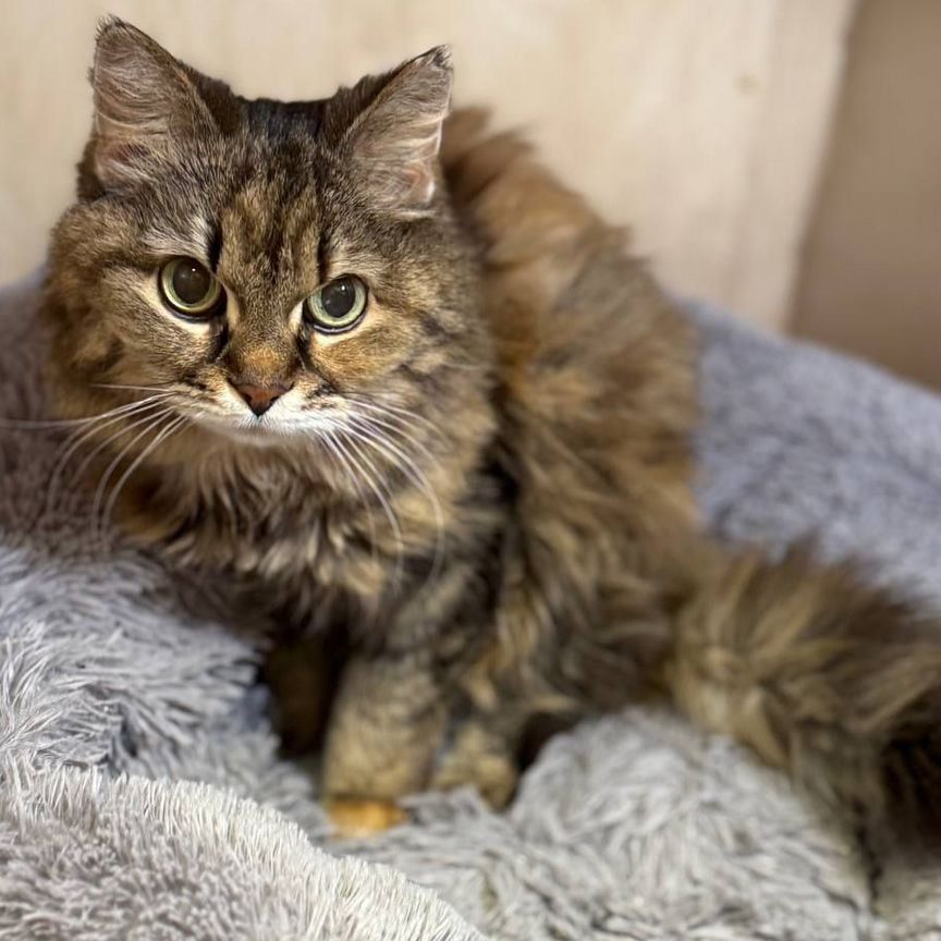 Взрослая, Девочка кошка в добрые руки