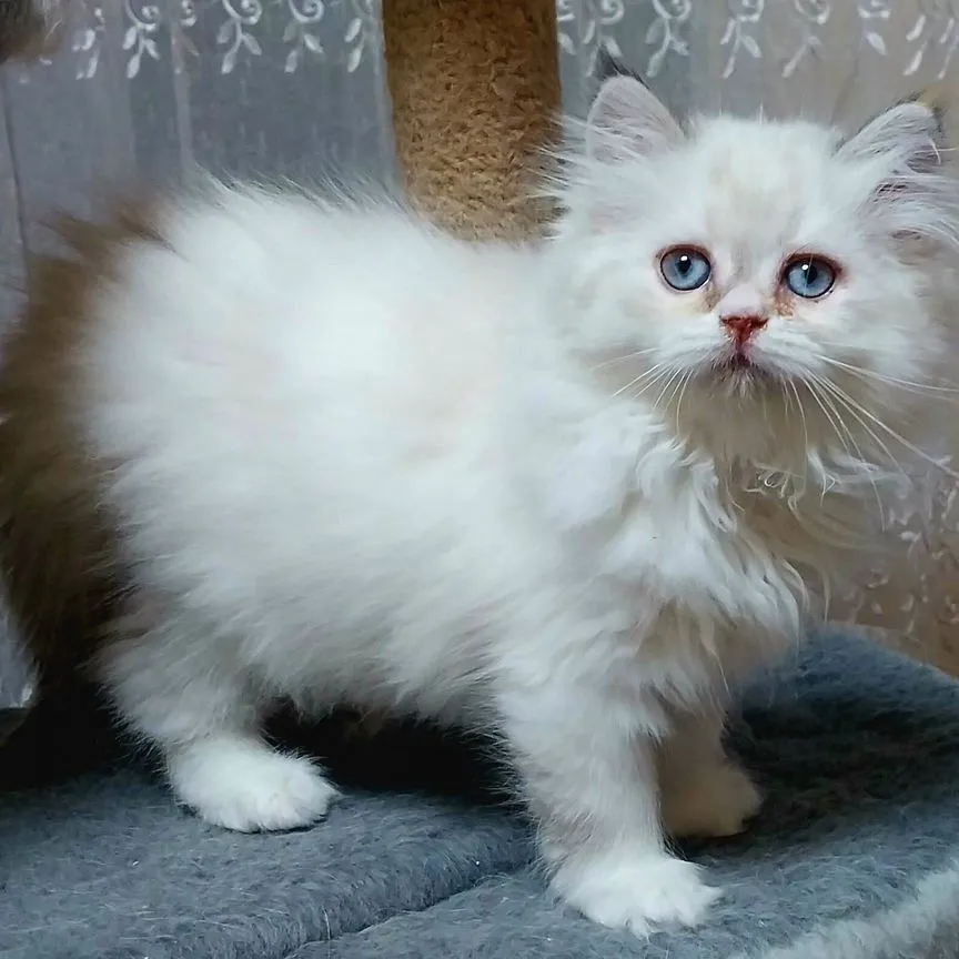 Шотландская хайленд страйт