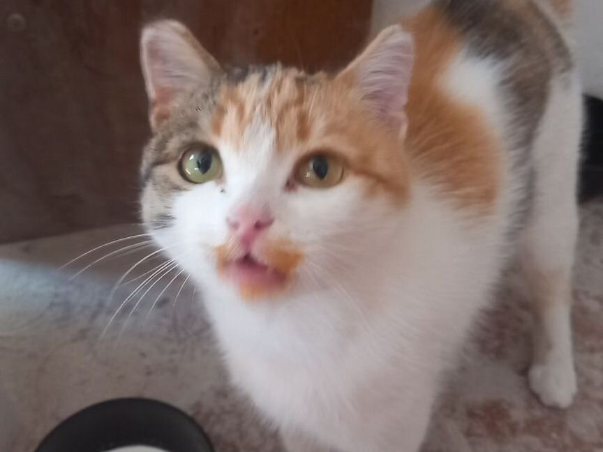 Кошка