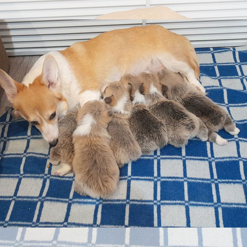 Вельш Корги Пемброк, щенок