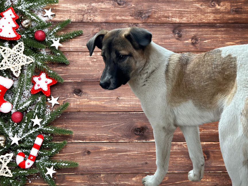 Щенок в добрые руки бесплатно бельгийская овчарка