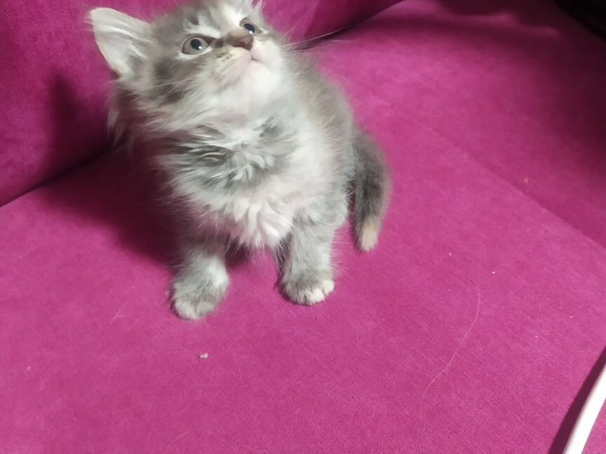 Котята метисы мейн кун