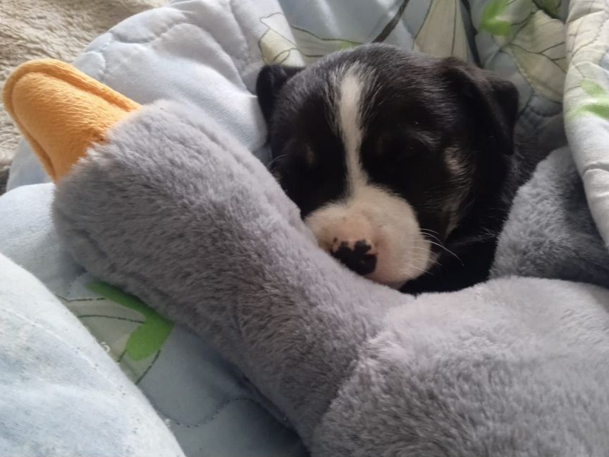 Стаффордширский терьер в добрые руки