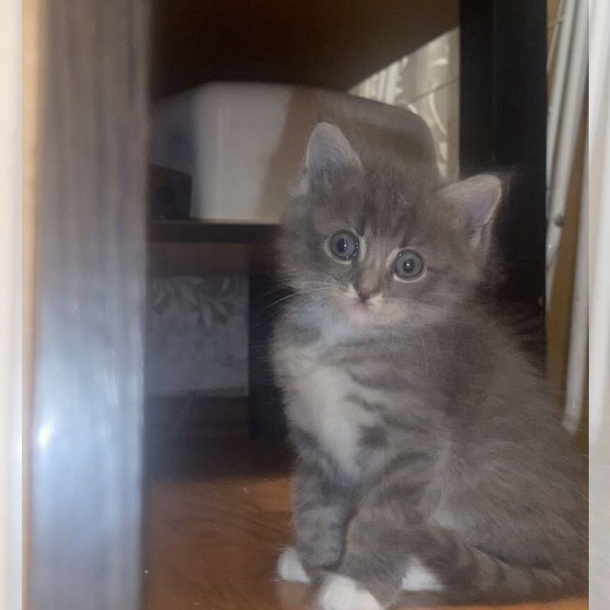 Шотландская