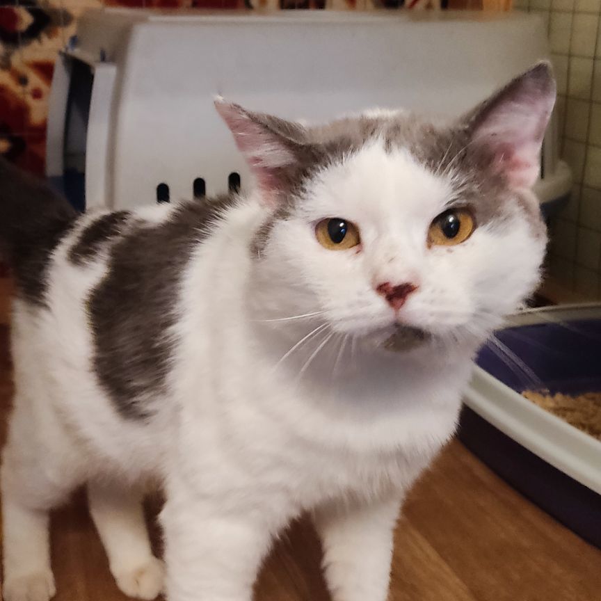 Василий в добрые руки