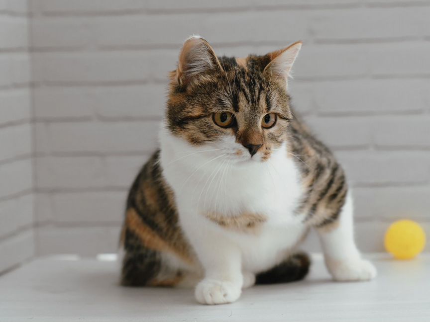 Котенок Рыся в добрые руки