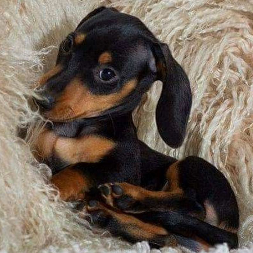 Карликовая такса, щенок