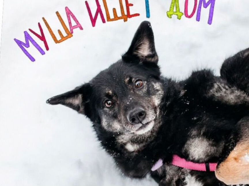 Собака в добрые руки