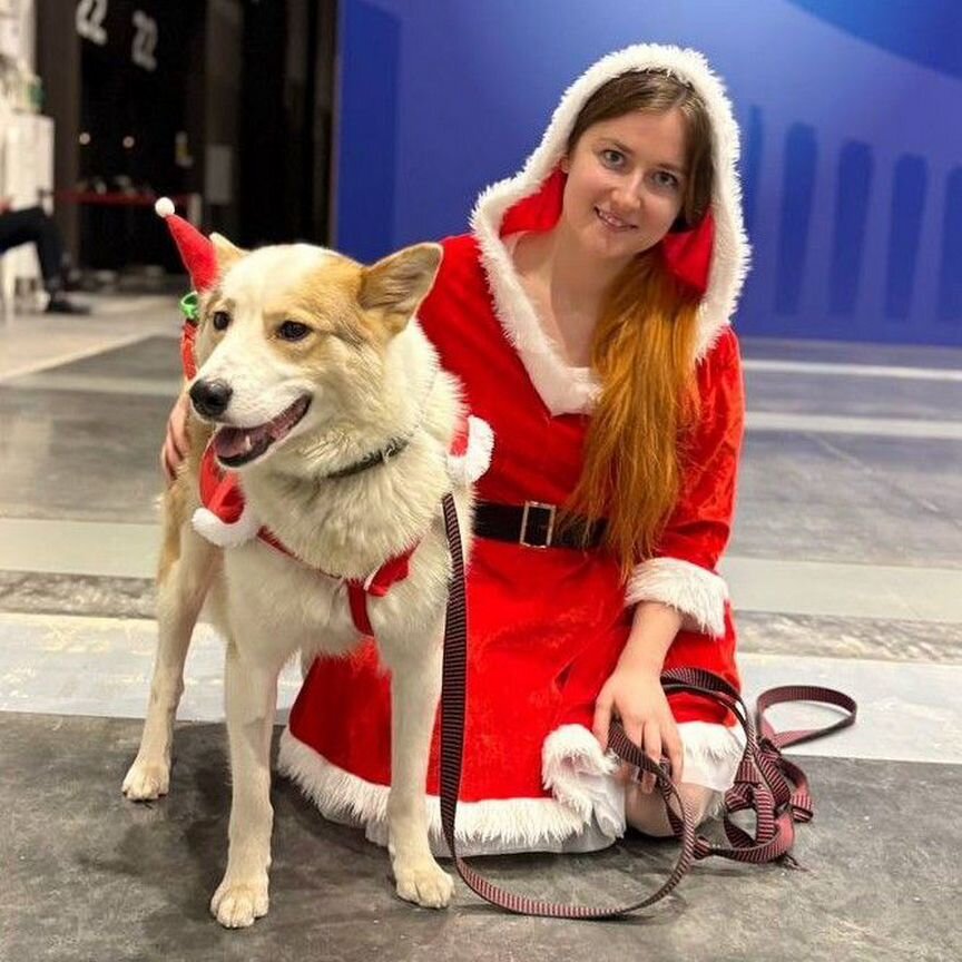 Взрослая собака в добрые руки