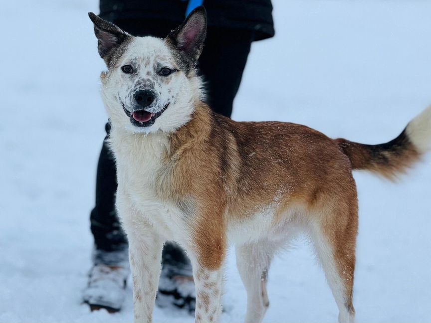 Отдам в хорошие руки собаку Клайд