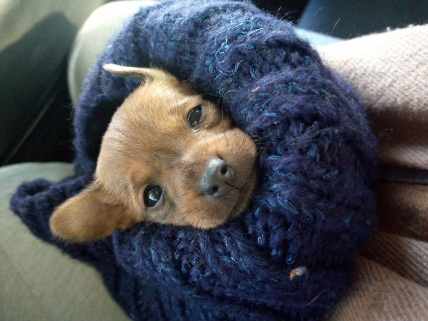 Щенок в добрые руки