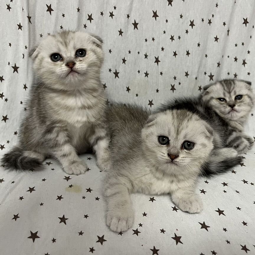 Шотландский вислоухий короткошёрстный котёнок