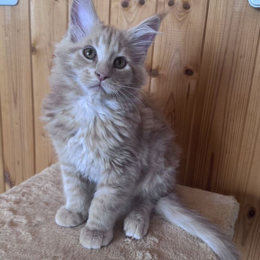 Мейн-кун котёнок
