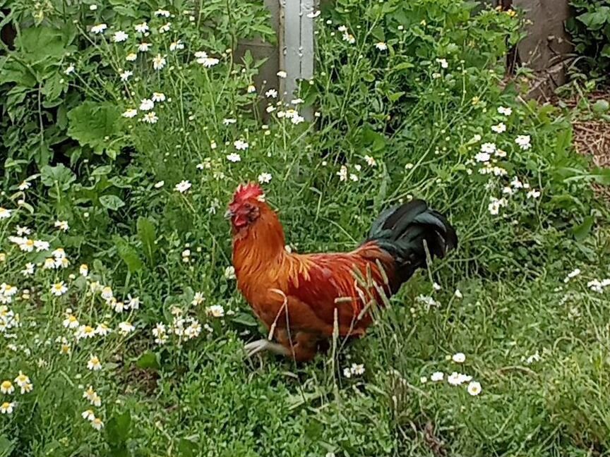 Молодой петушок с геном зелёного яйца