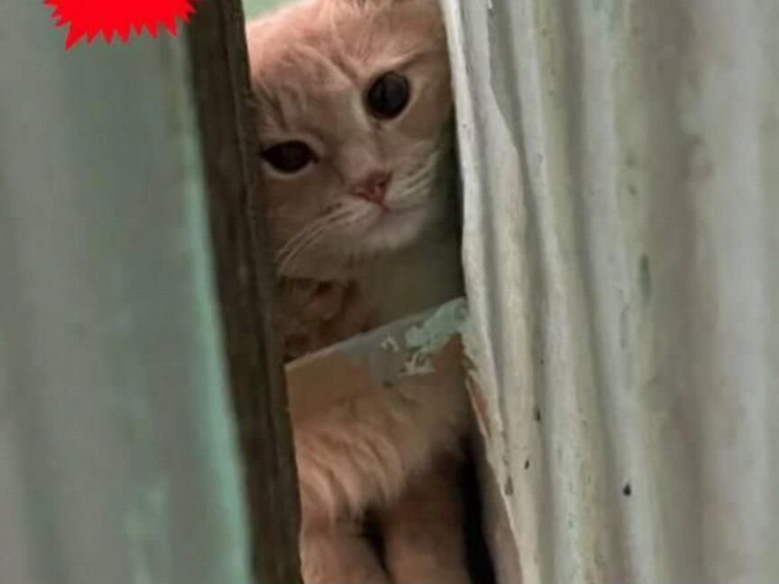 Котик в подъезде ищет дом