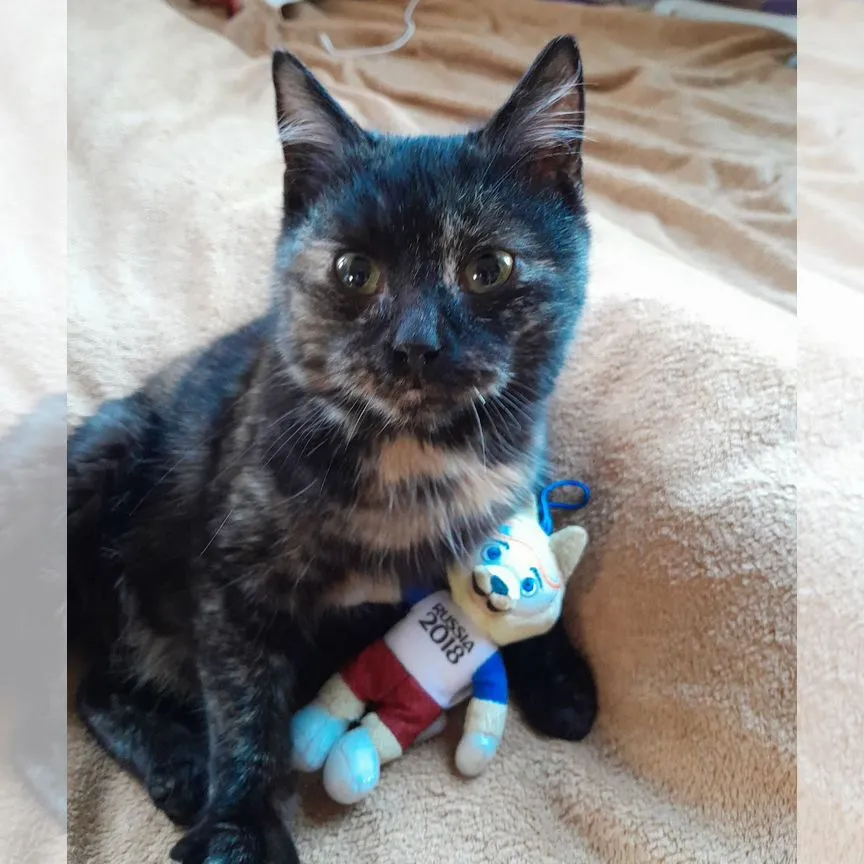Котенок