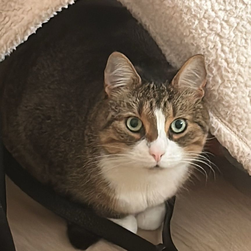 Кошечка миниатюрная