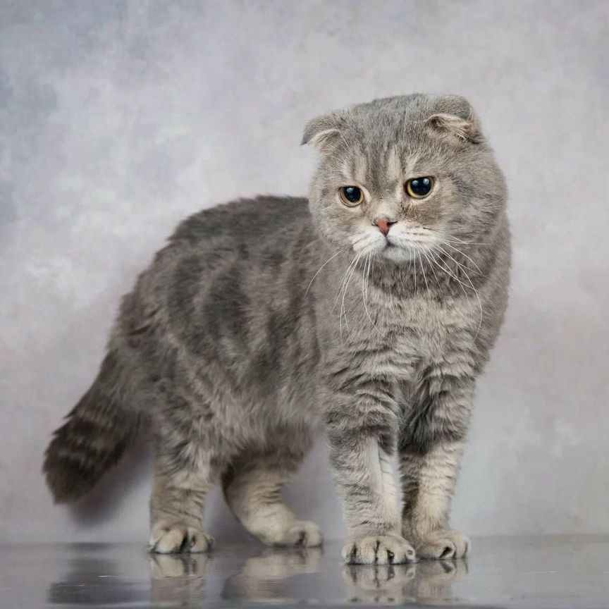 Котик с улицы
