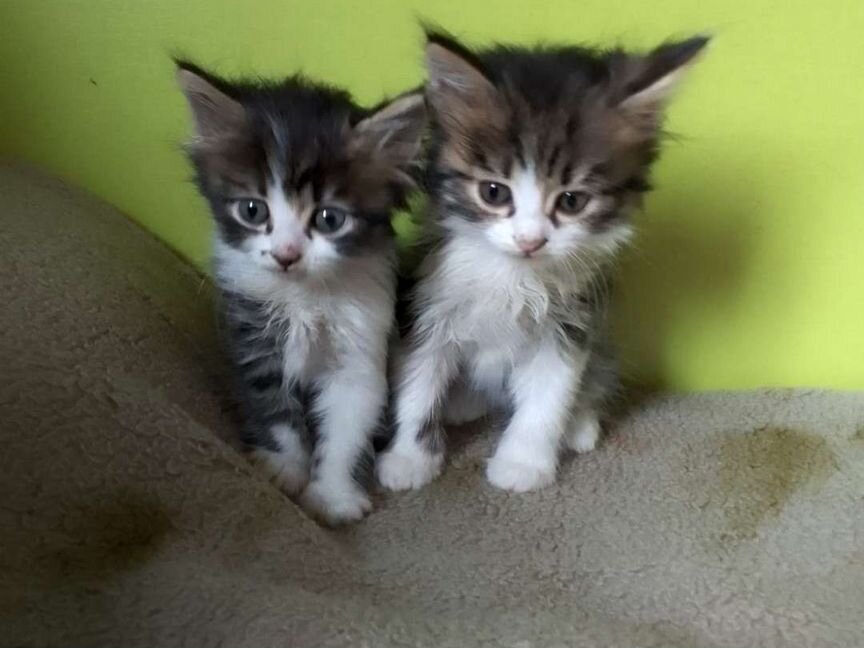 Сибирские котятв